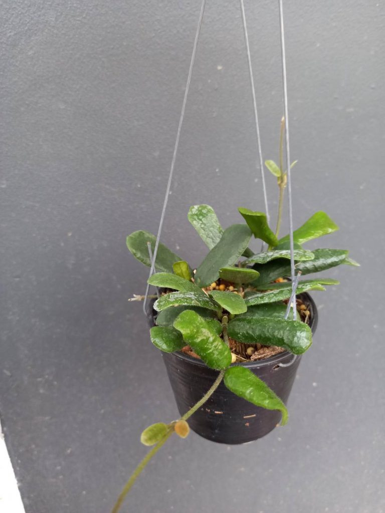 Hoya Rotundiflora - Nursery Plants Bangkok
