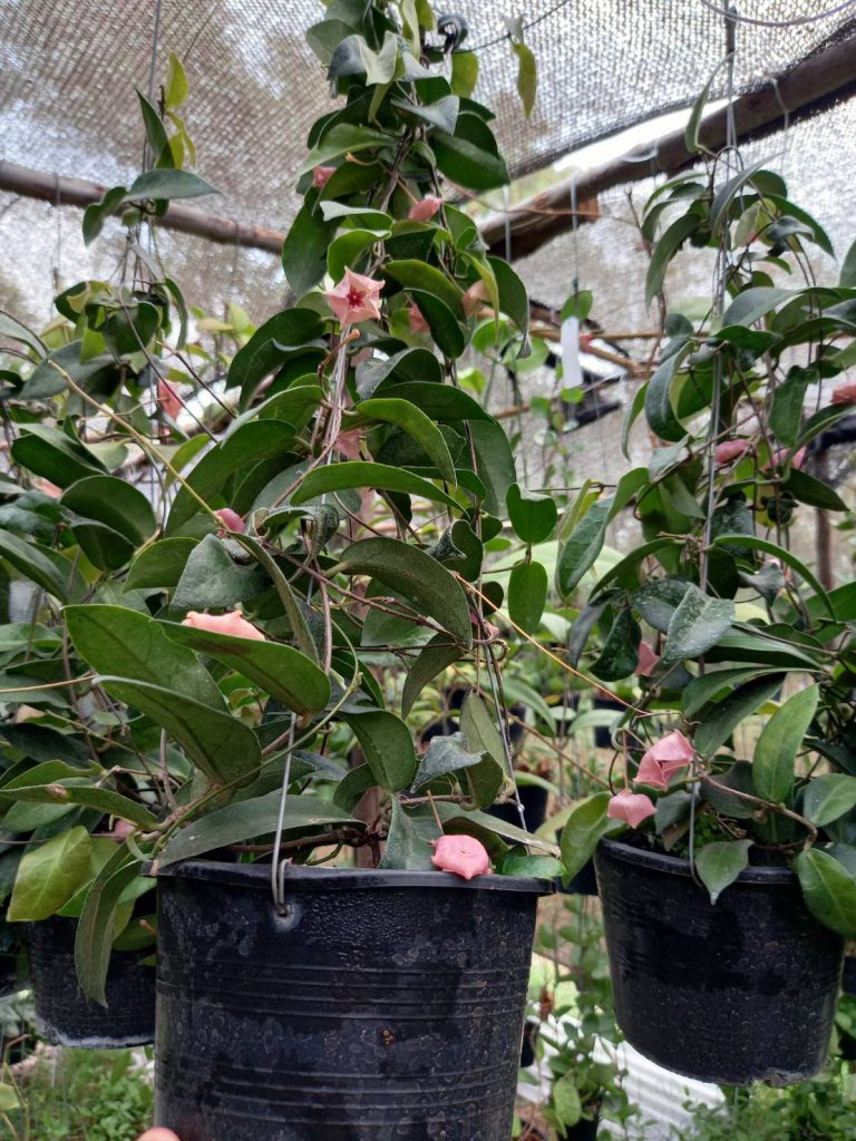 Hoya Patella Pink - Nursery Plants Bangkok
