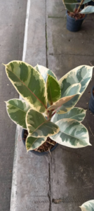 Ficus Elastica Variegata - Nursery Plants Bangkok