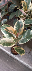Ficus Elastica Variegata - Nursery Plants Bangkok